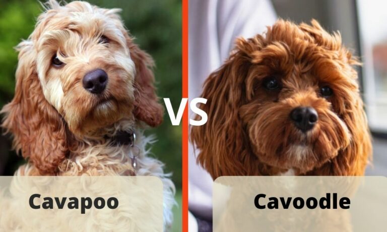 Cavapoo vs Cavoodle: What's the Difference? - Jaxery
