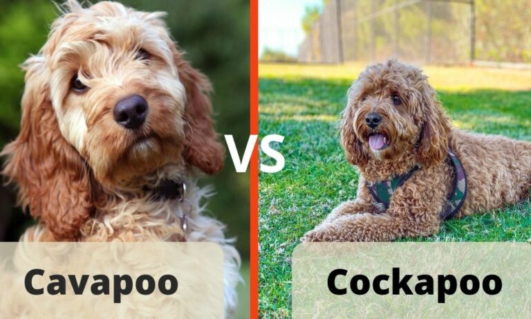 Cavapoo vs Cockapoo: Similarities and Differences - Jaxery
