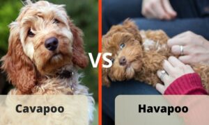 Cavapoo vs Havapoo: Similarities & Differences - Jaxery