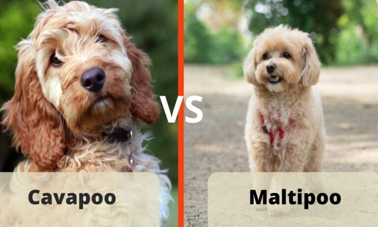 Cavapoo vs Maltipoo: Similarities & Differences - Jaxery
