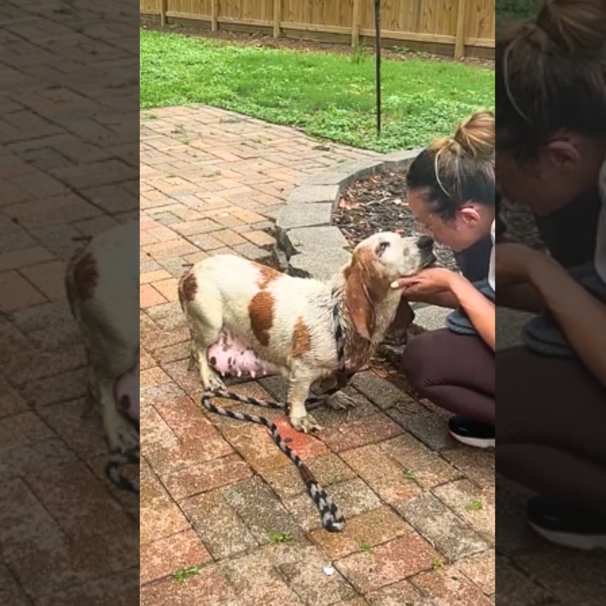 Stray Dog Who Gave Birth in the Rain Finds Safe Place - Jaxery